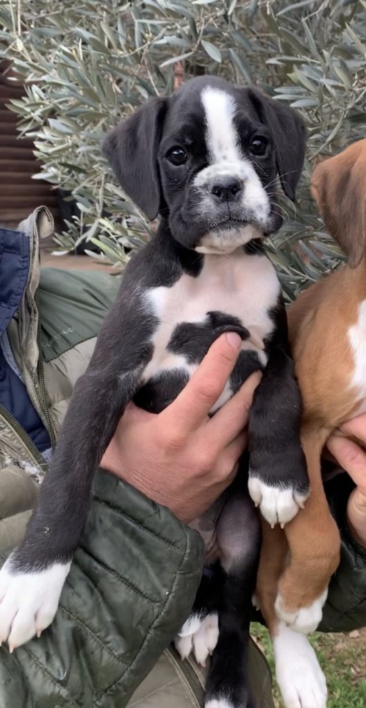 Camada V - Boxers de Jir-Pia - Criadero de cachorros boxer en la ...