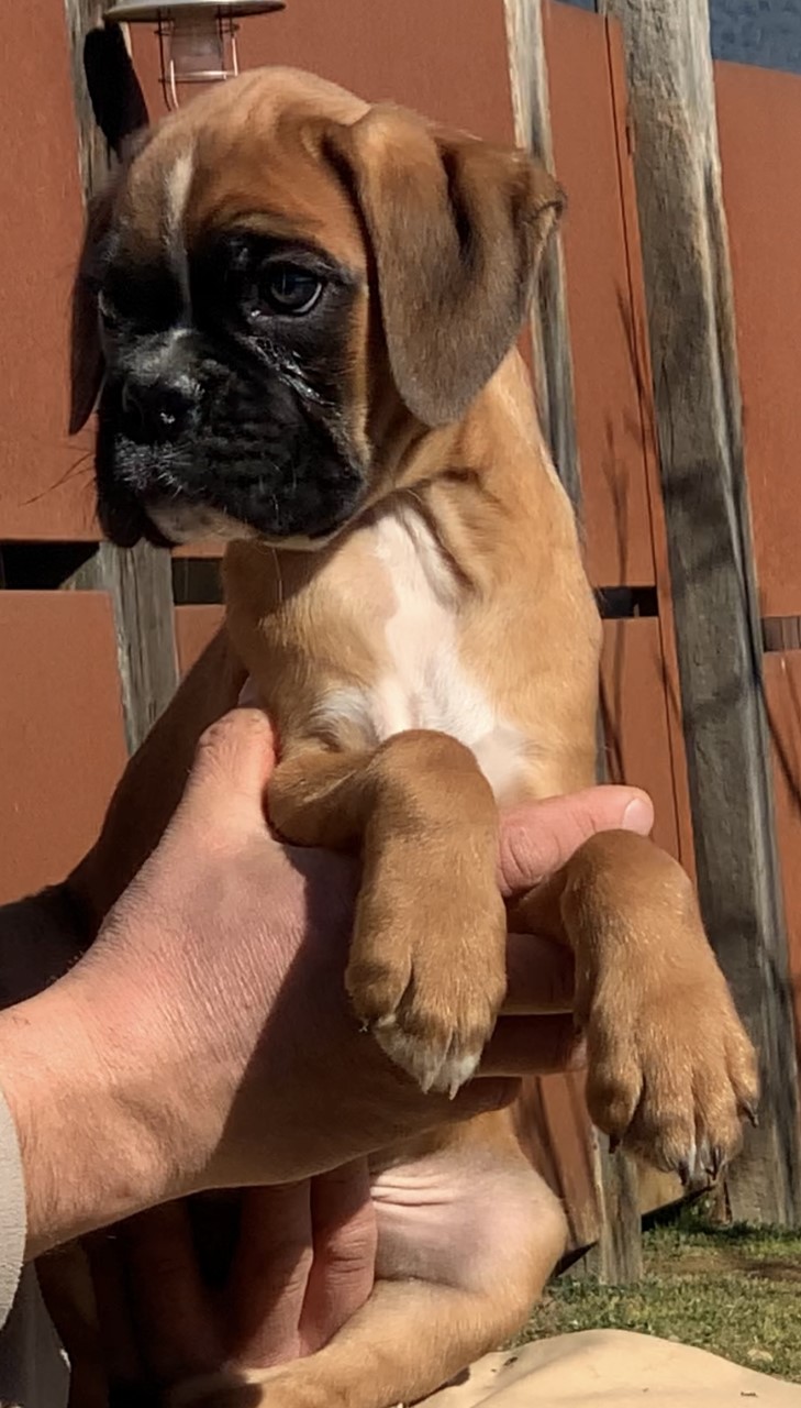 Camada V - Boxers de Jir-Pia - Criadero de cachorros boxer en la ...