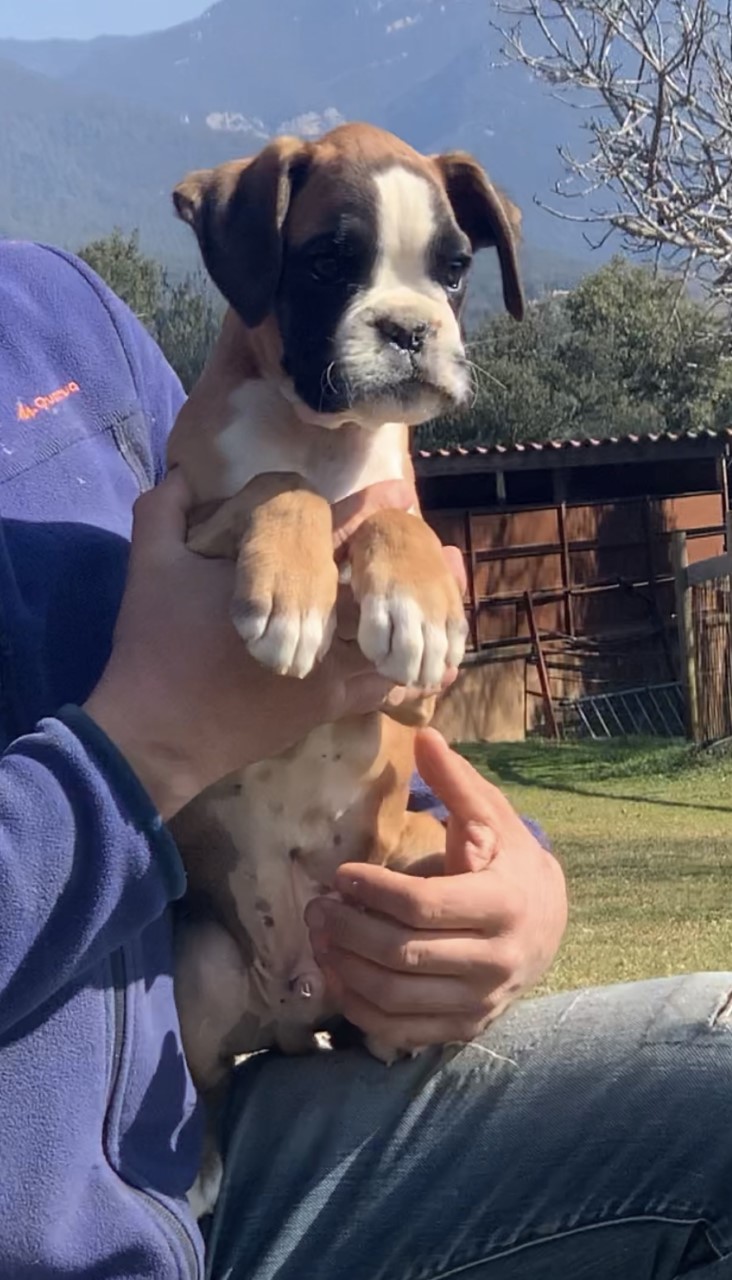 Camada V - Boxers de Jir-Pia - Criadero de cachorros boxer en la ...
