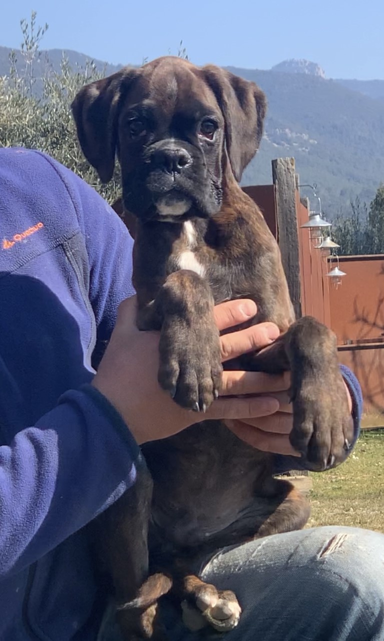 Puppies - Boxers de Jir-Pia - Boxer puppies kennel in the province of ...